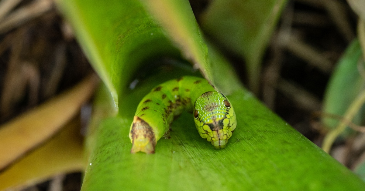 Une femme découvre une étrange créature ressemblant à un serpent – vous ...